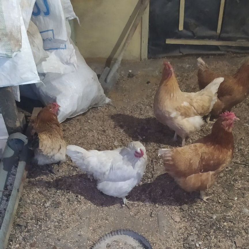 Курицы несушки