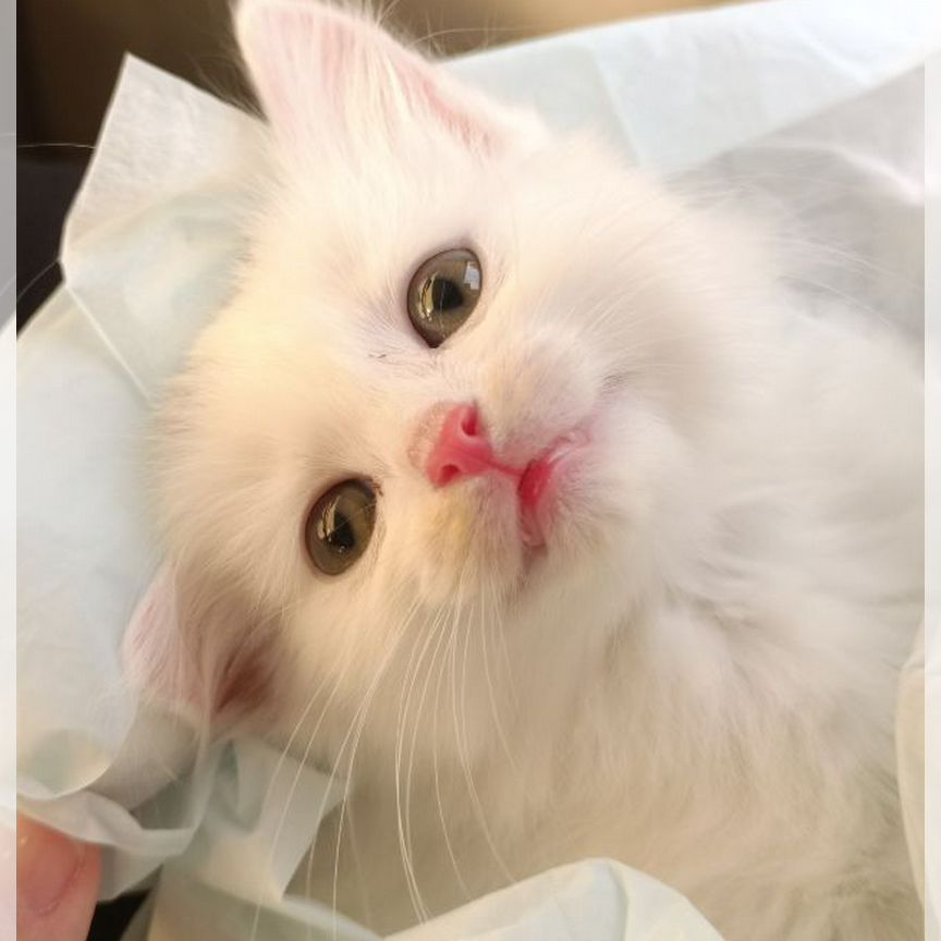 Котята породистые в добрые руки девочки