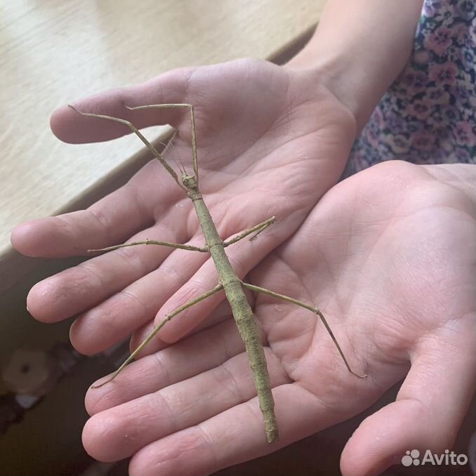 Палочники аннамские