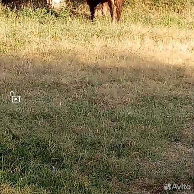 Коровки и телочки