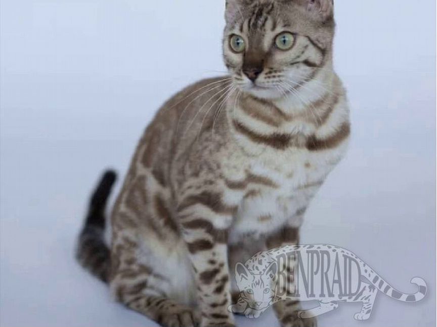 Бенгальская кошка