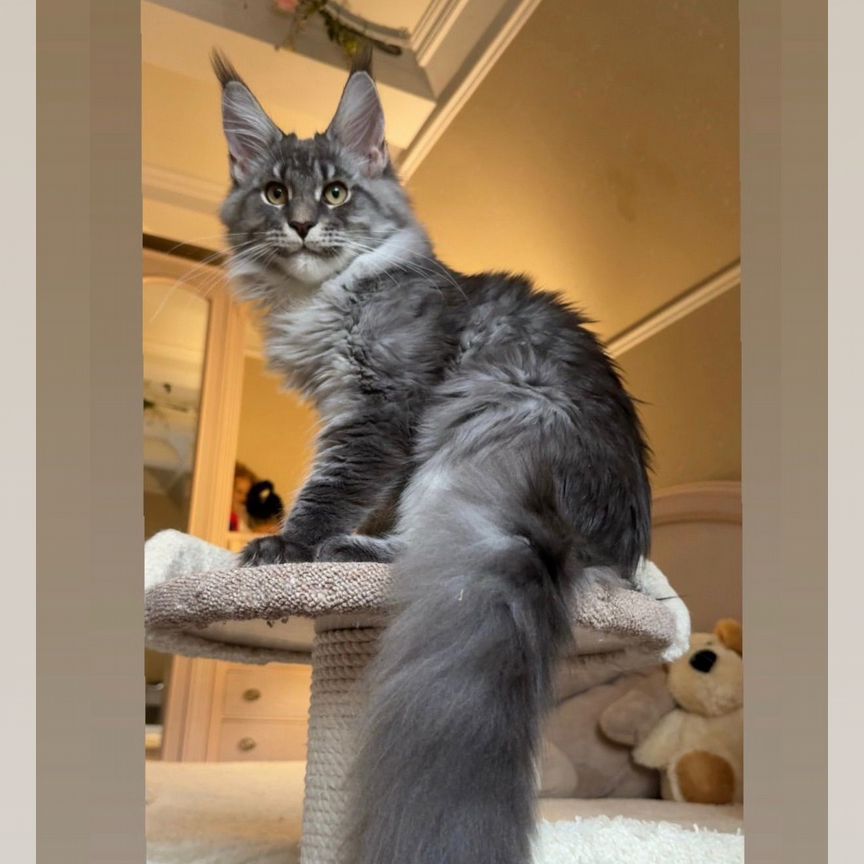 Мейн-кун котёнок