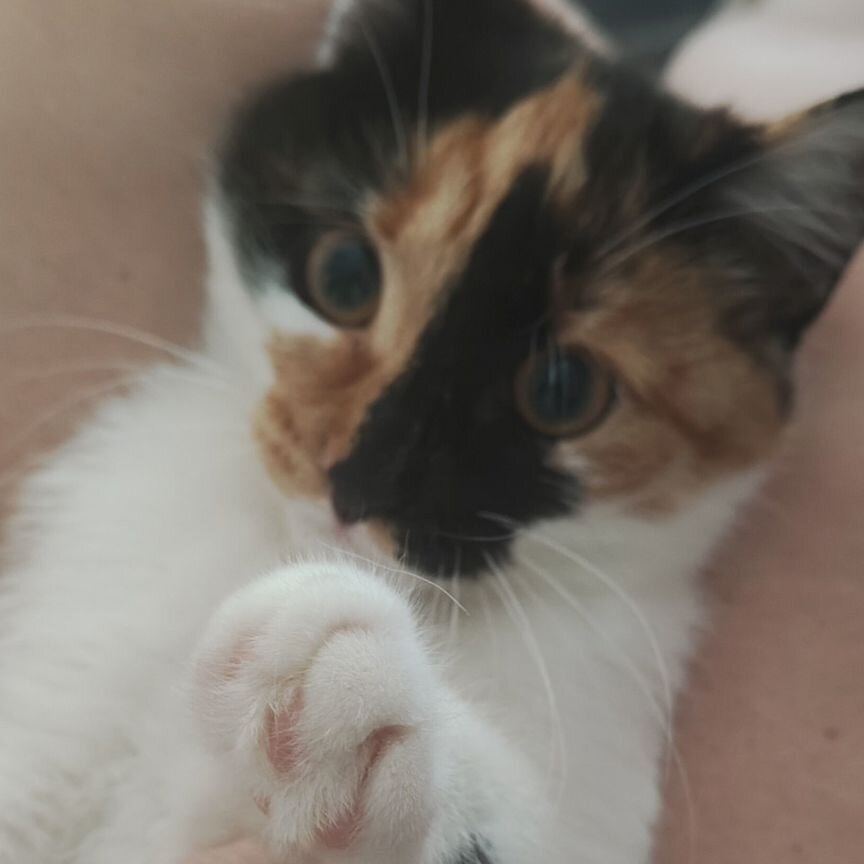 Котенок мышеловка