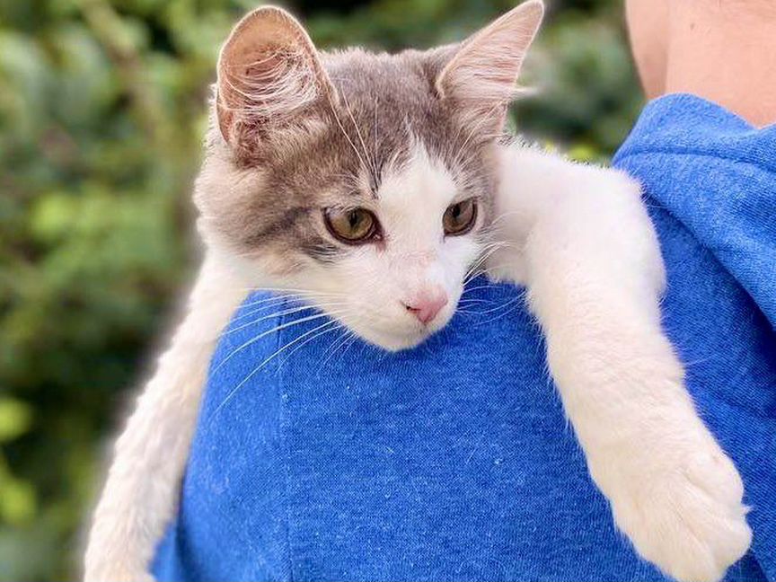 Котик Фикус ищет дом (6 мес)