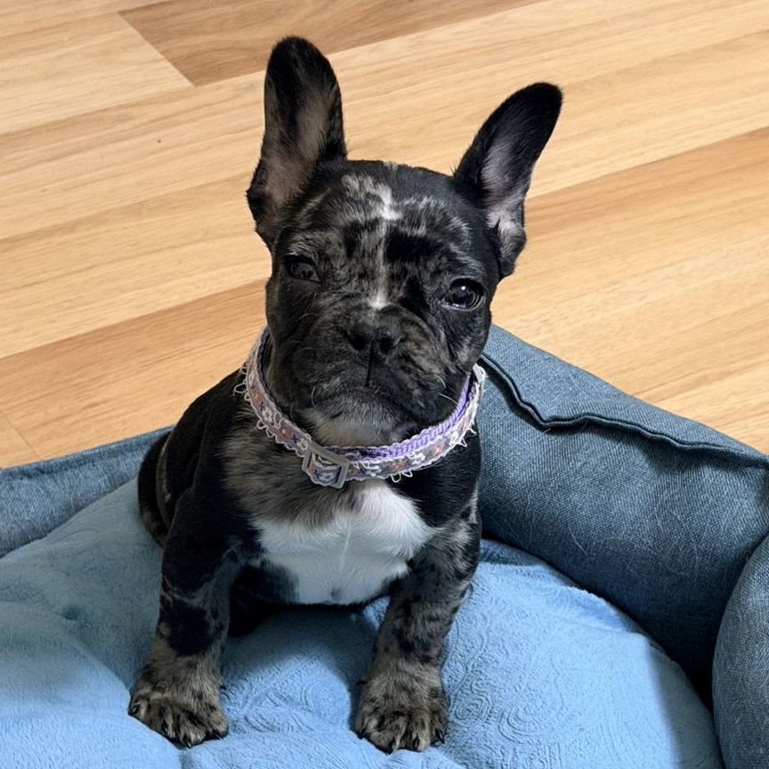 Французский бульдог, щенок