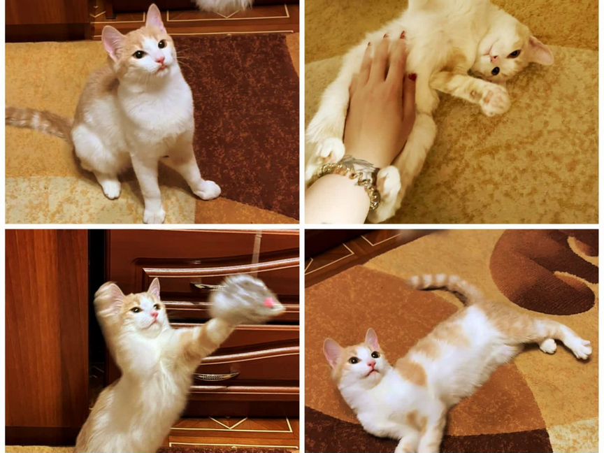 Ласковая бело рыжая кошечка подросток ищет дом