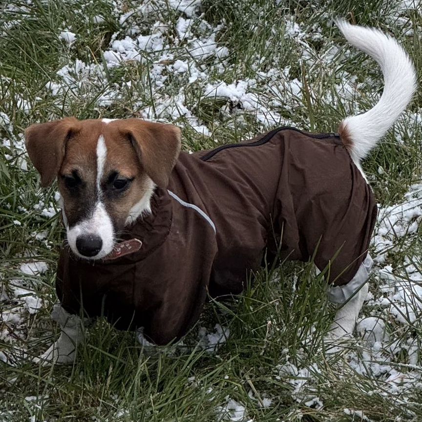 Джек-рассел-терьер, щенок