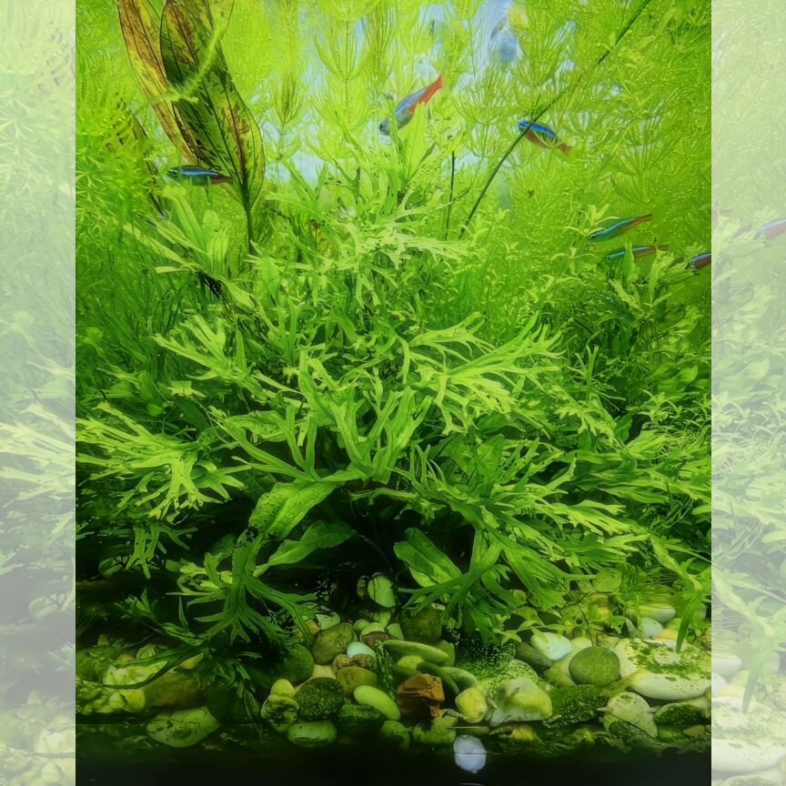 Папоротник винделова и яванский мох