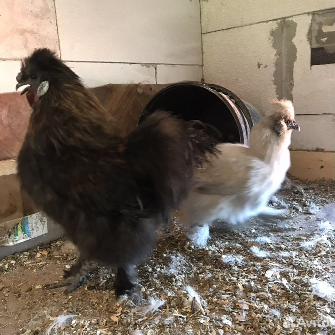 Пара китайская шелковая