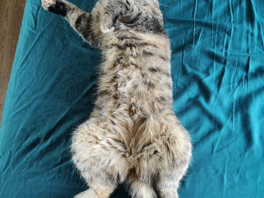 Кошка Няша ищет любящих хозяев