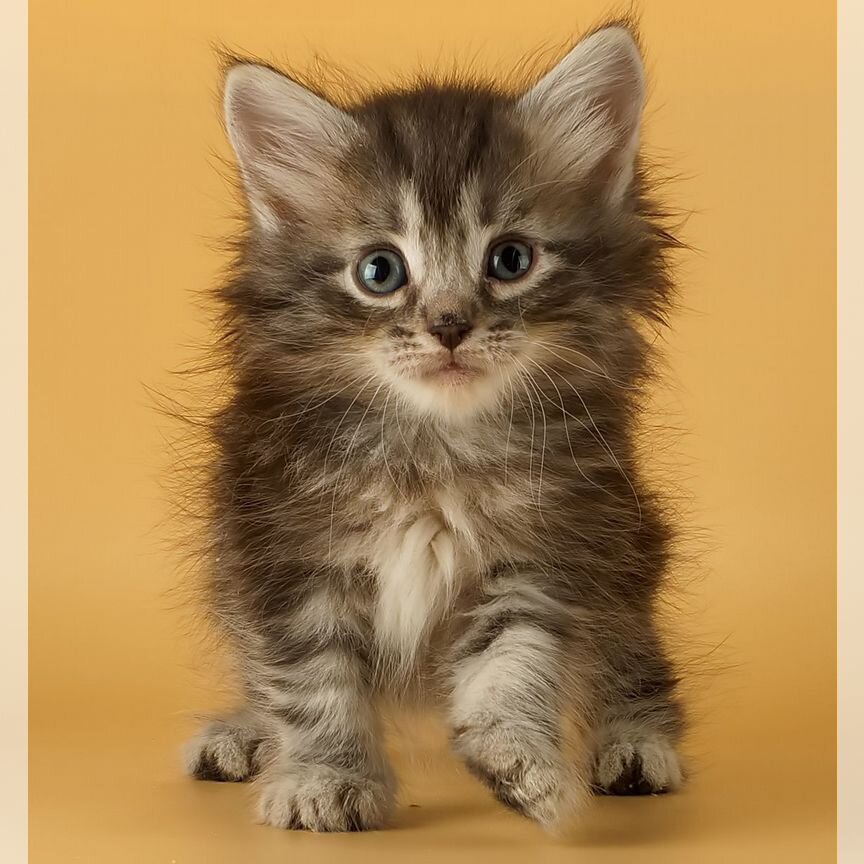 Сибирские котята лесные от чемпионов мира 2 месяца