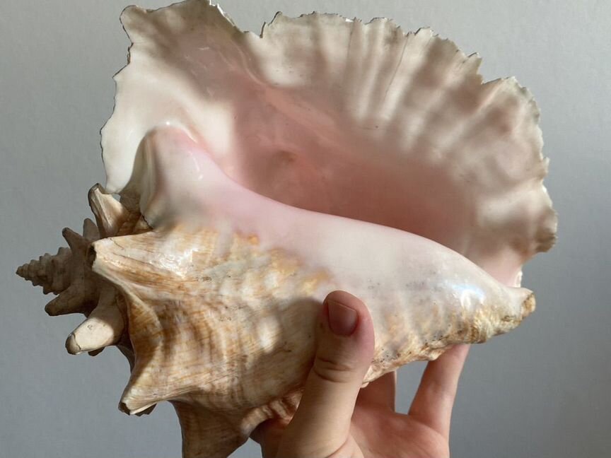 Ракушка морская большая