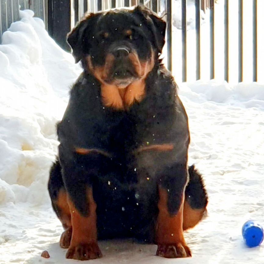 Ротвейлер, щенок