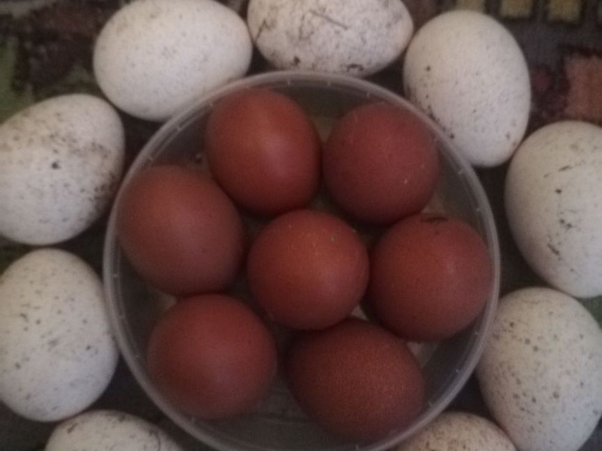 Индюшиное инкубационное яйцо