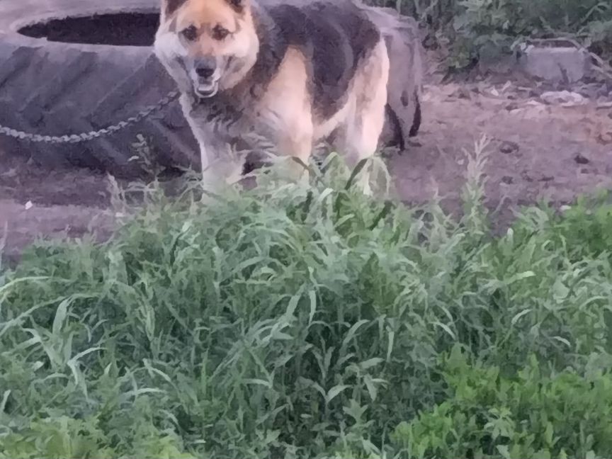 Немецкая овчарка