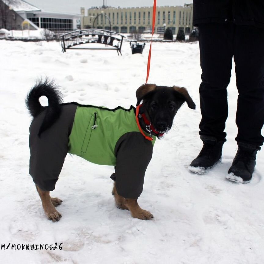 Где же ты, мой хозяин