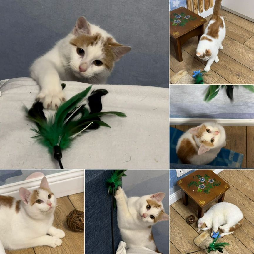 Котенок ищет дом