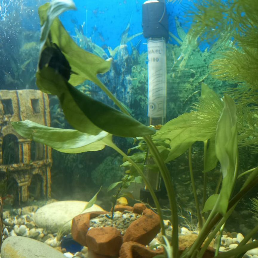 Роголистник в аквариум