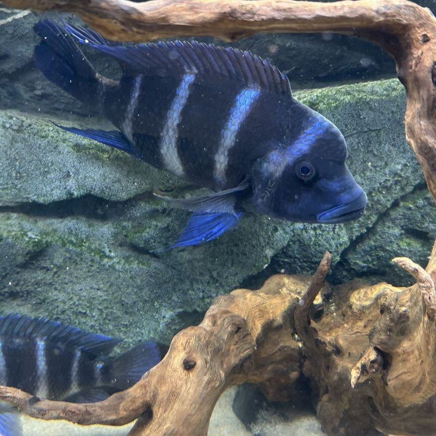 Блю Заир Капампа