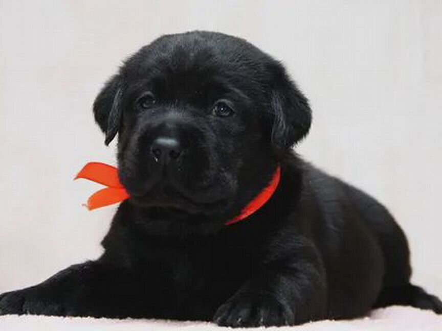 Щенки яркого лабралора