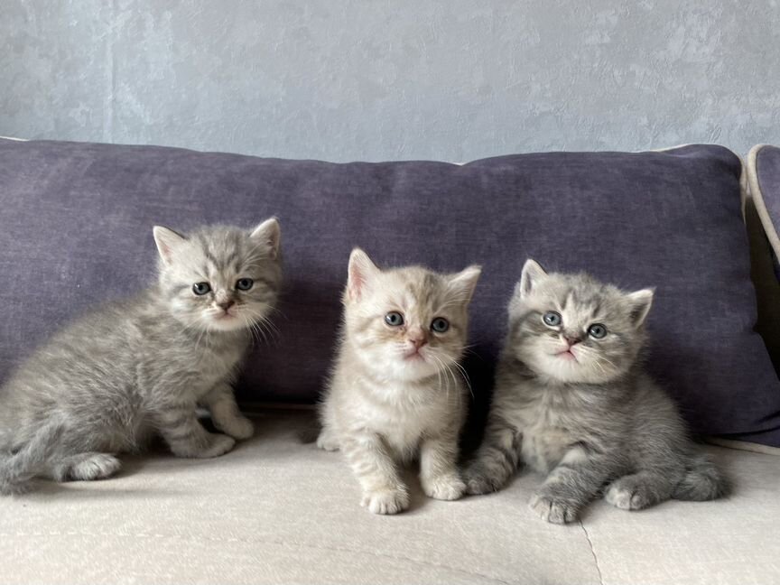 Британские котята
