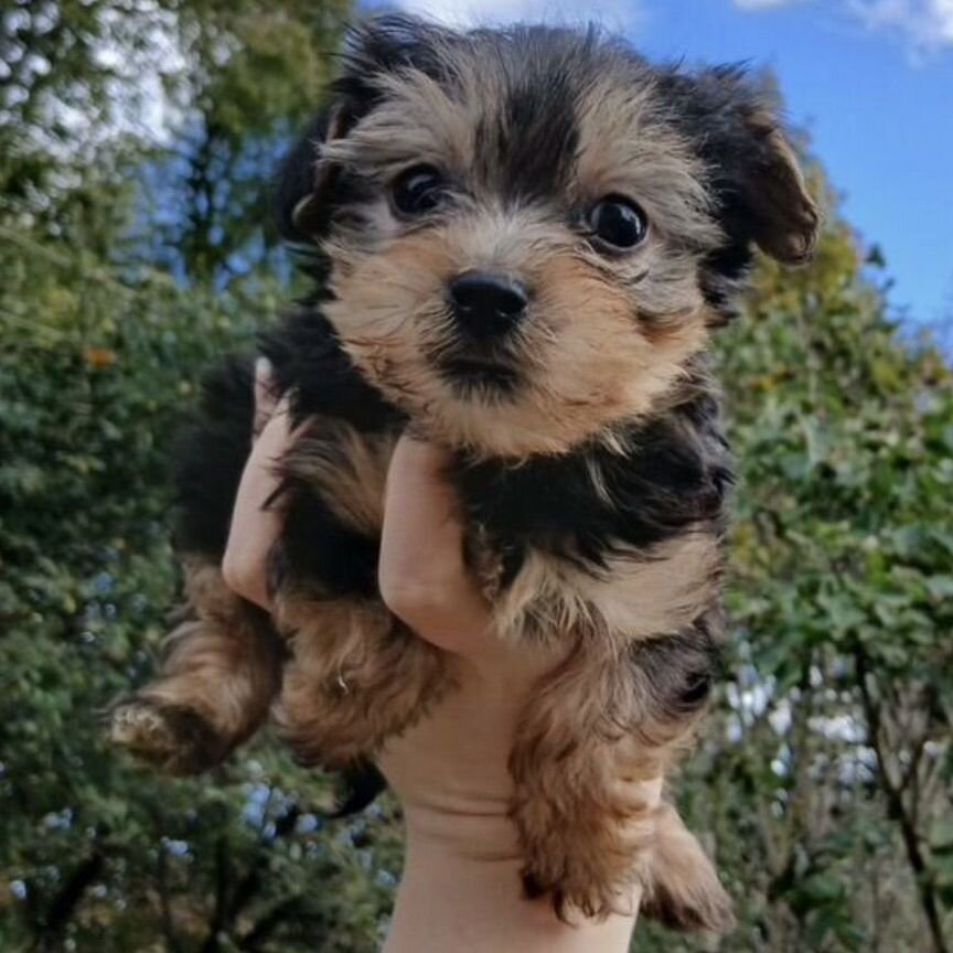 Йоркширский терьер, щенок