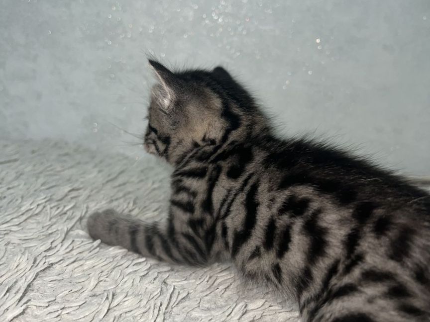 Бенгальские котята