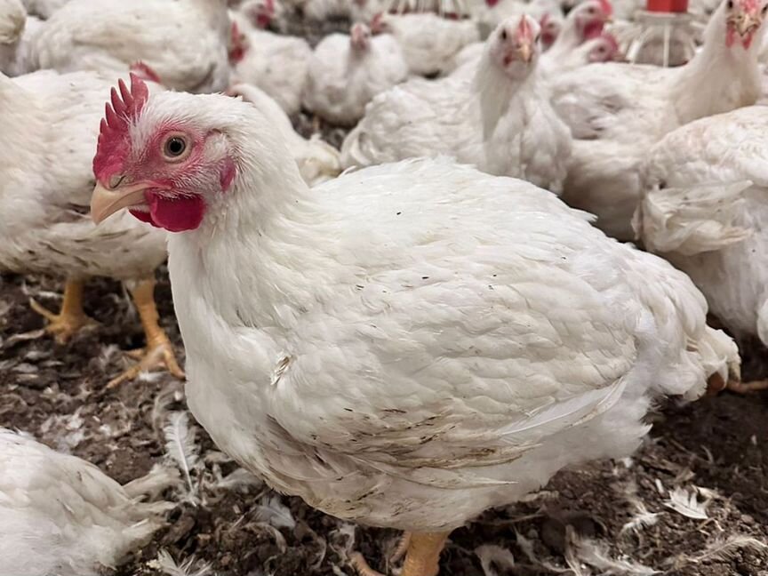 Куры бройлеры