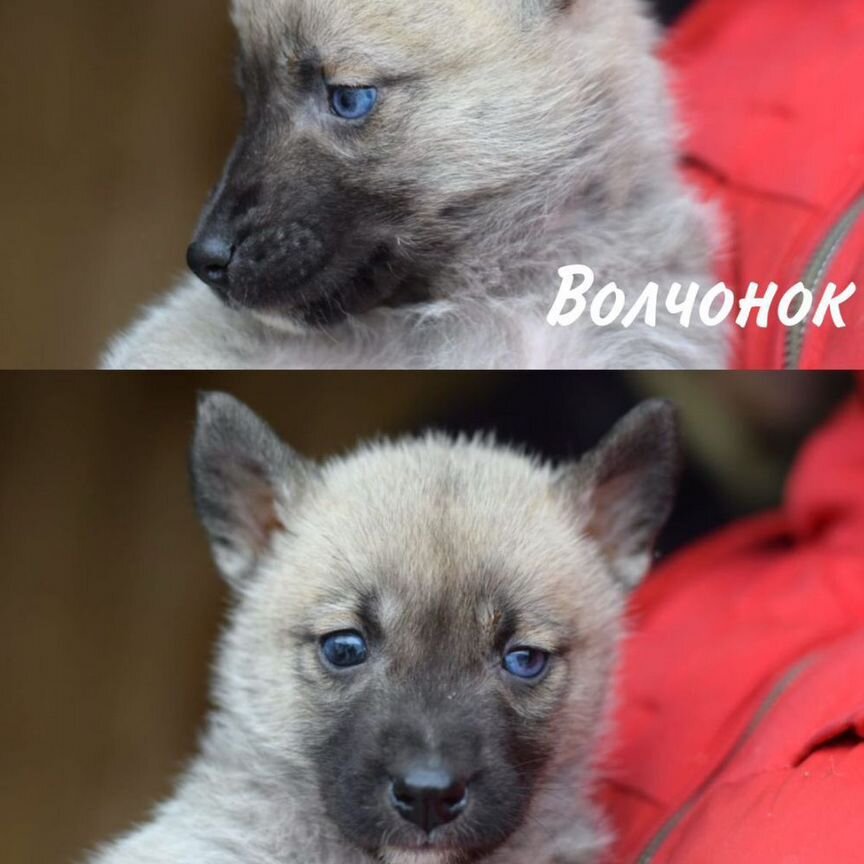 Щенки бесплатно