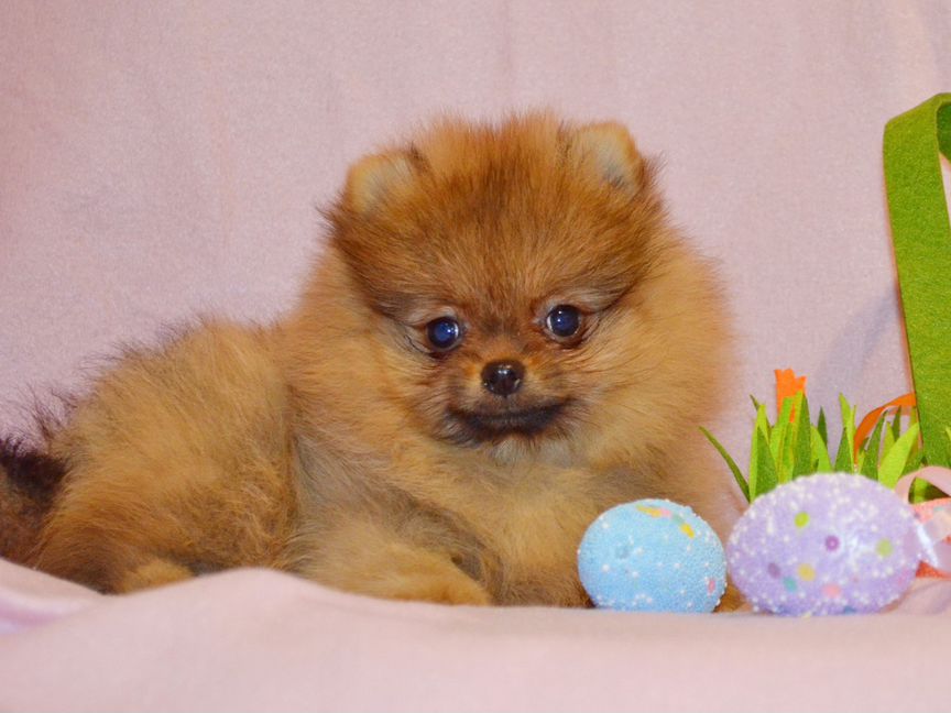 Шпиц померанский девочки