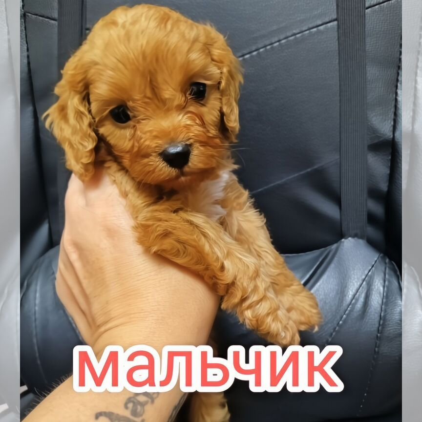 Кавапу, щенок