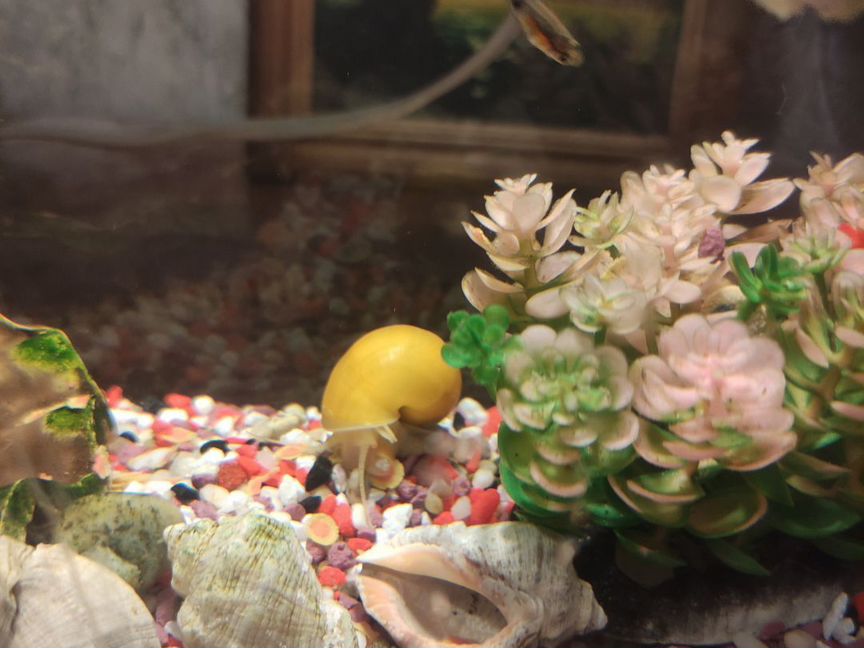 Отдам бесплатно улиток ампулярий