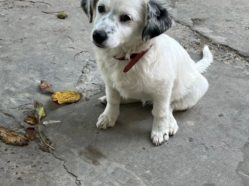 Малышка - коротколапик