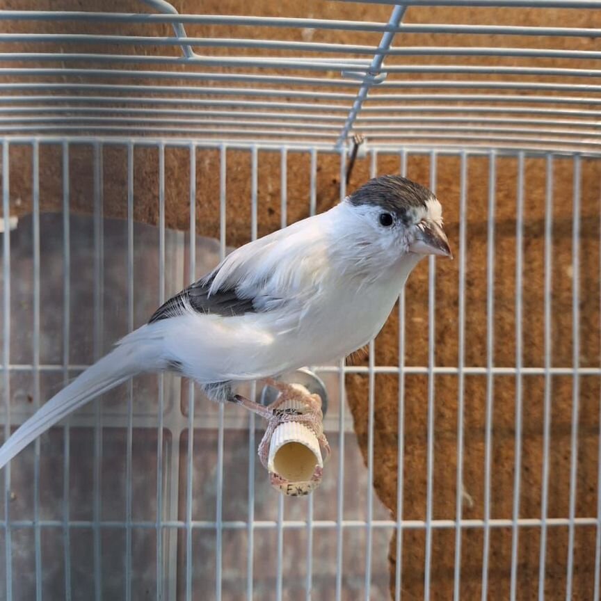 Кенара и канарейки