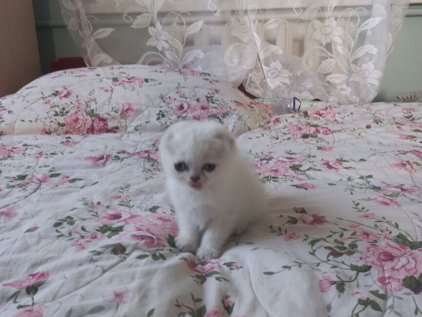 Котятки