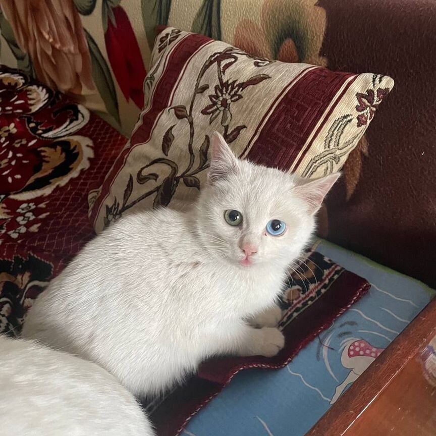 Котята в добрые руки бесплатно