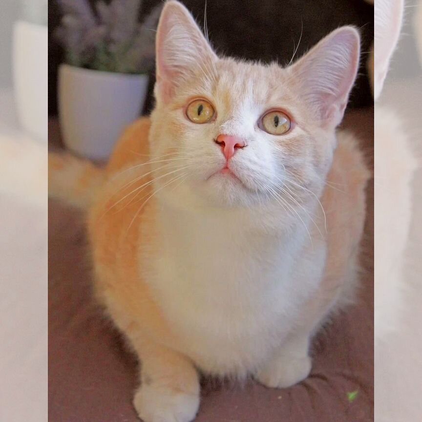 Взрослый кот в добрые руки