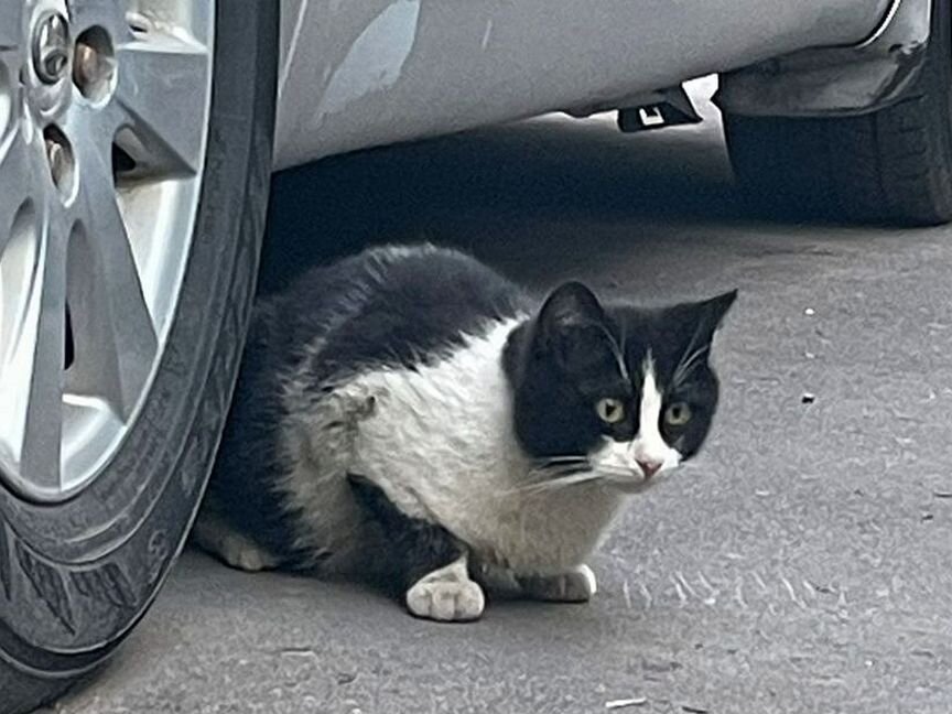Молоденький котик в добрые руки