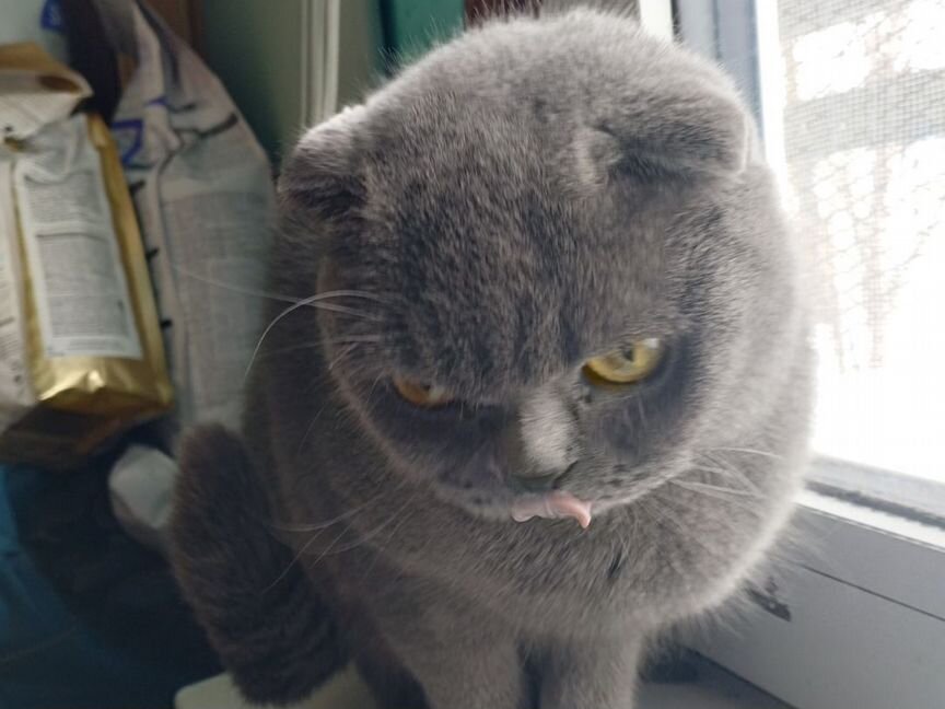 Шотландская вислоухая кошка