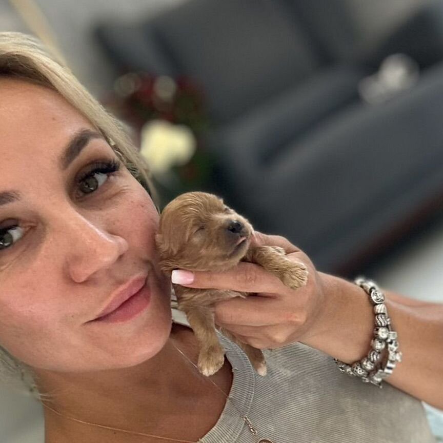 Мальтипу, щенок