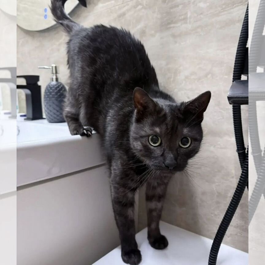 Взрослый кот в добрые руки