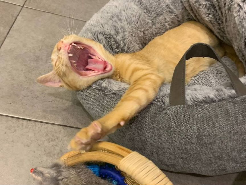 Лежак Rurri для кошек и собак мелких пород