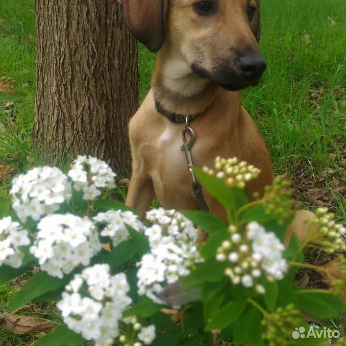 Смышлёный весёлый собакен