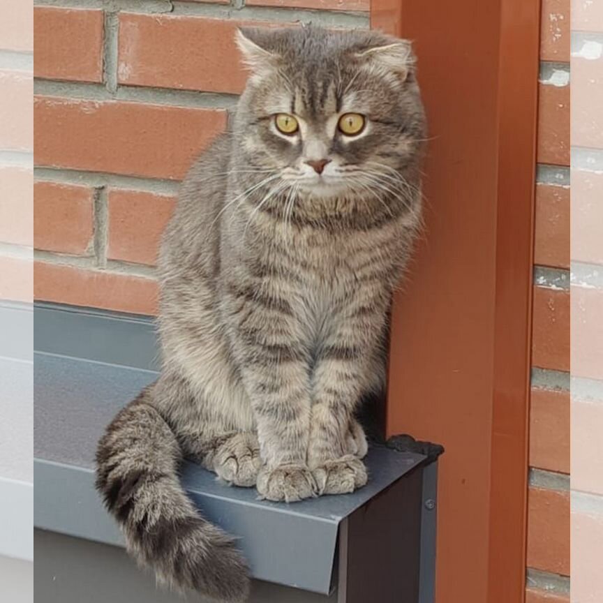 Кот на вязку Шотландский вислоухий