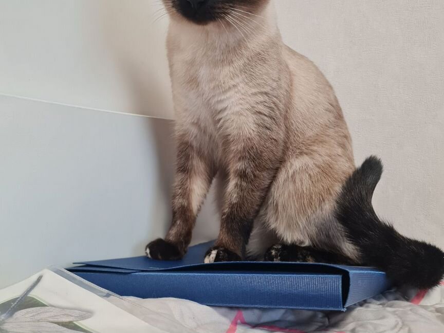 Сиамская кошечка
