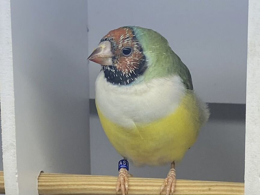 Амадина гульда самочка 5 мес