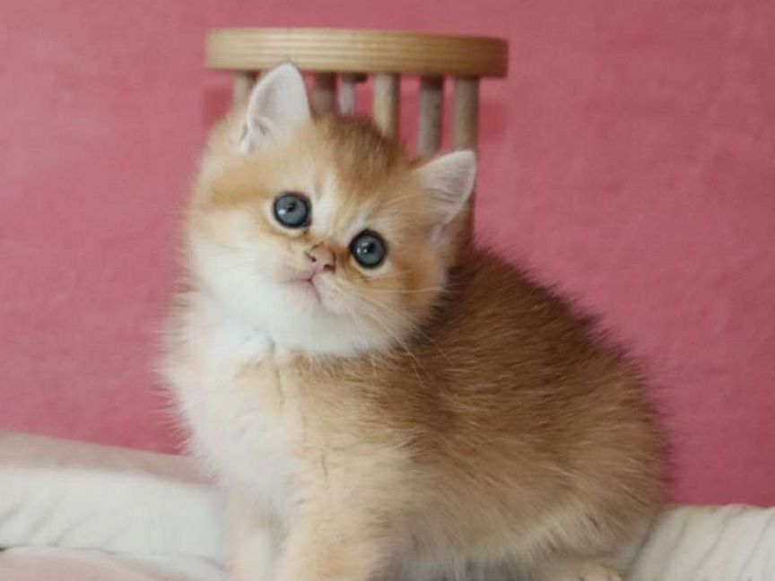 Золотая шиншилла