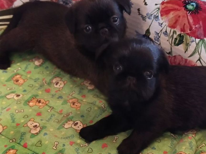 Гриффон и брабансон