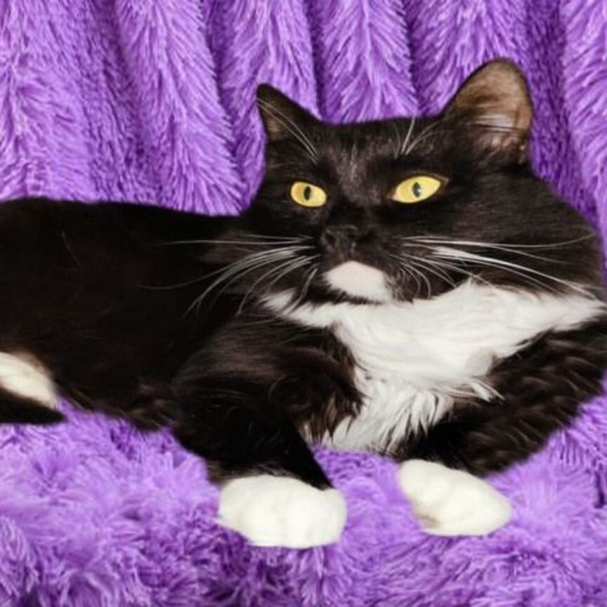 Кошечка Плюшка в ответственные ручки