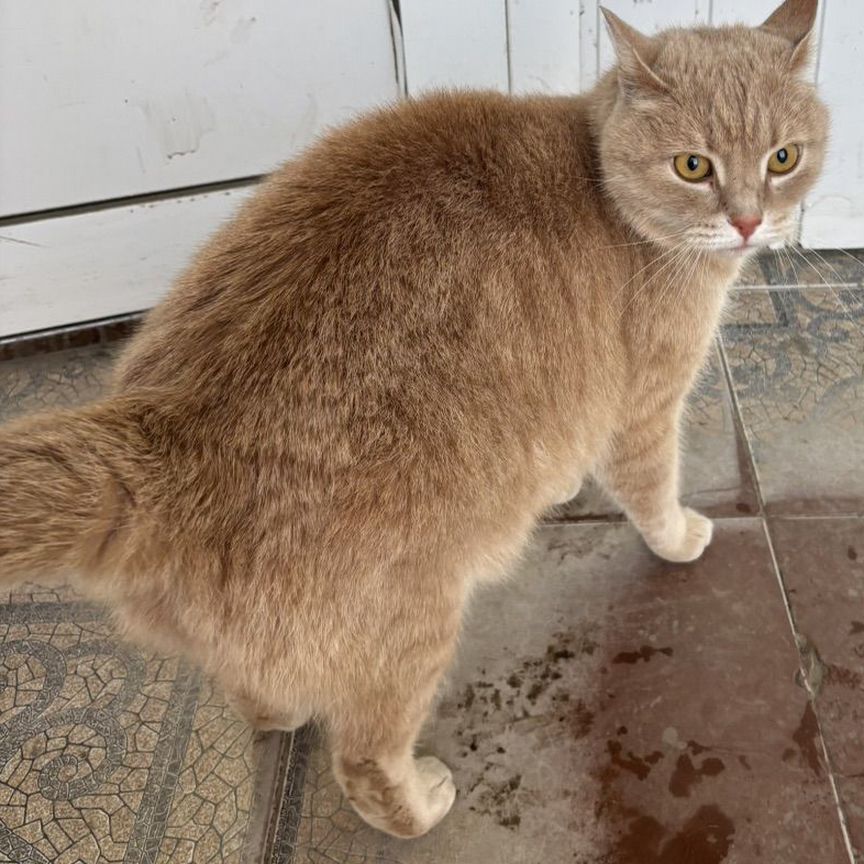 Взрослый кот в добрые руки